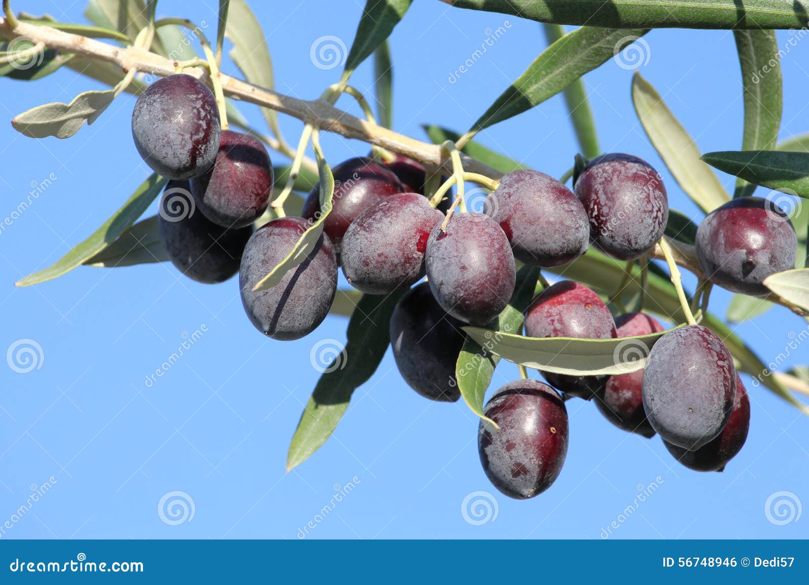 Sacred Mysteries of the Olive Garden : r/tumblr