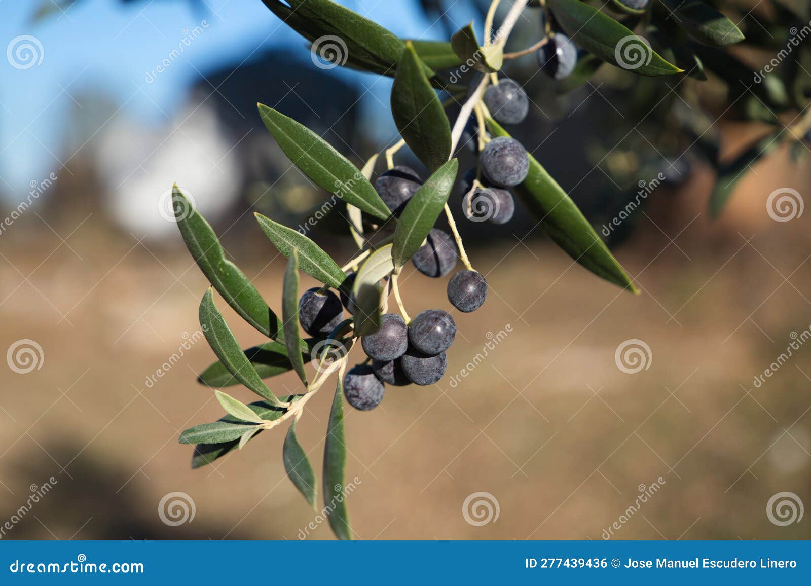 Olive Branch with Ripe Olives on the Tree. Olive Oil Stock Photo ...