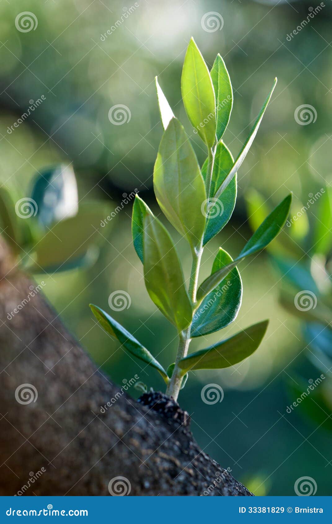 Olive branch stock image. Image of food, country, olive - 33381829