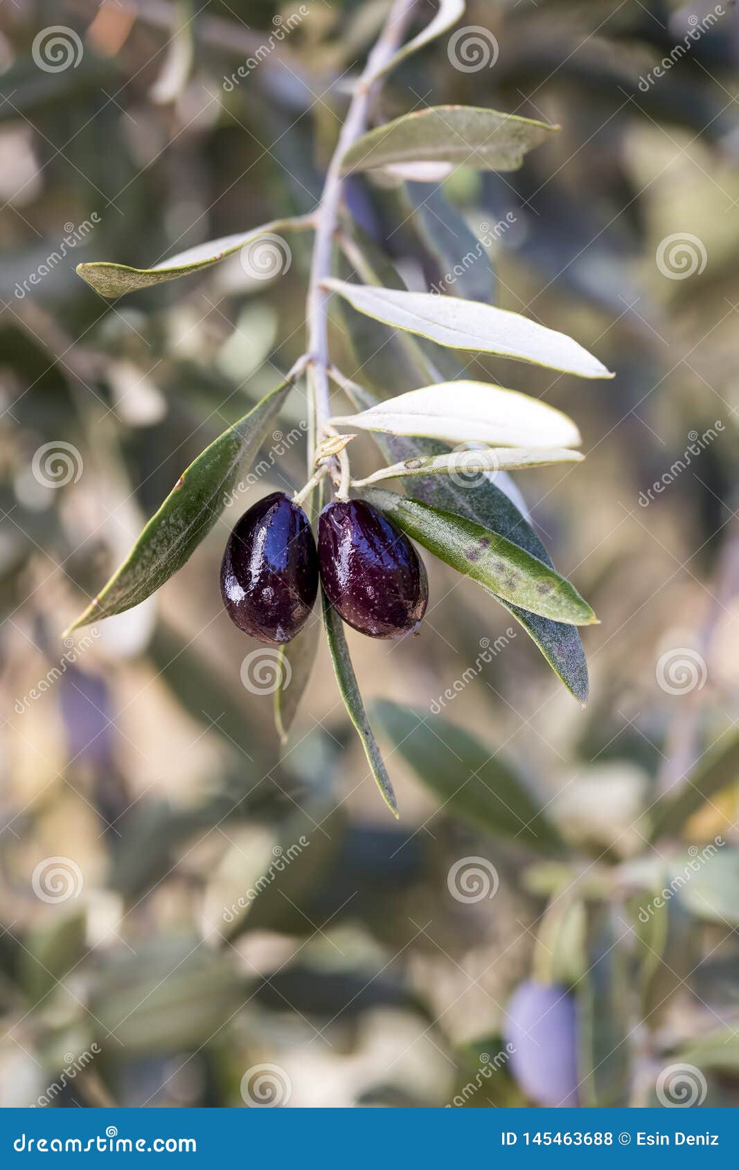 Olive Branch and Tree, Ready for Harvesting Stock Photo - Image of ...