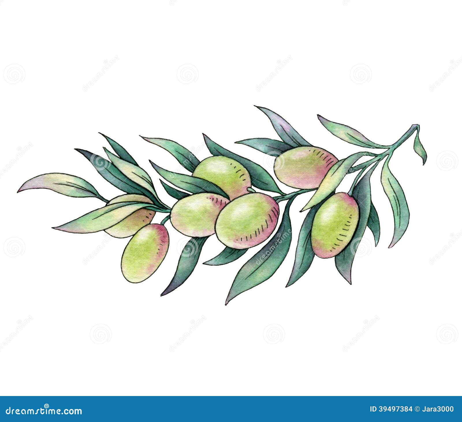 Olive Branch. Watercolor Illustration Stock Illustration - Illustration ...