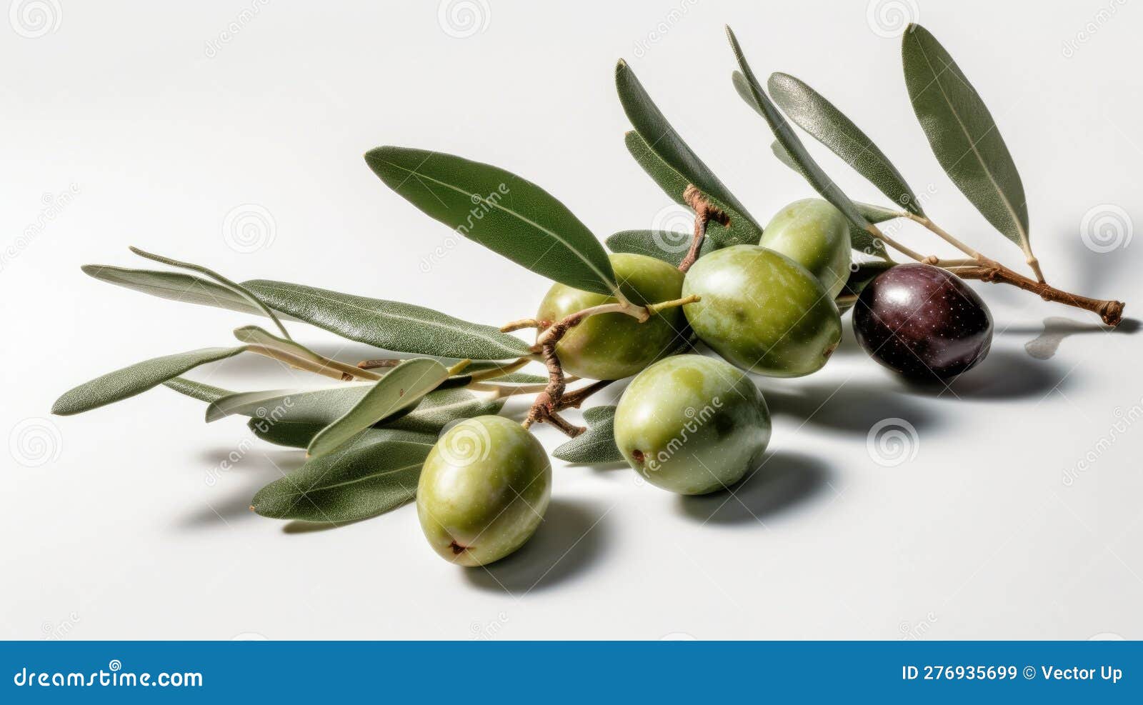 Olive Branch on White Background. Generative AI Stock Illustration ...