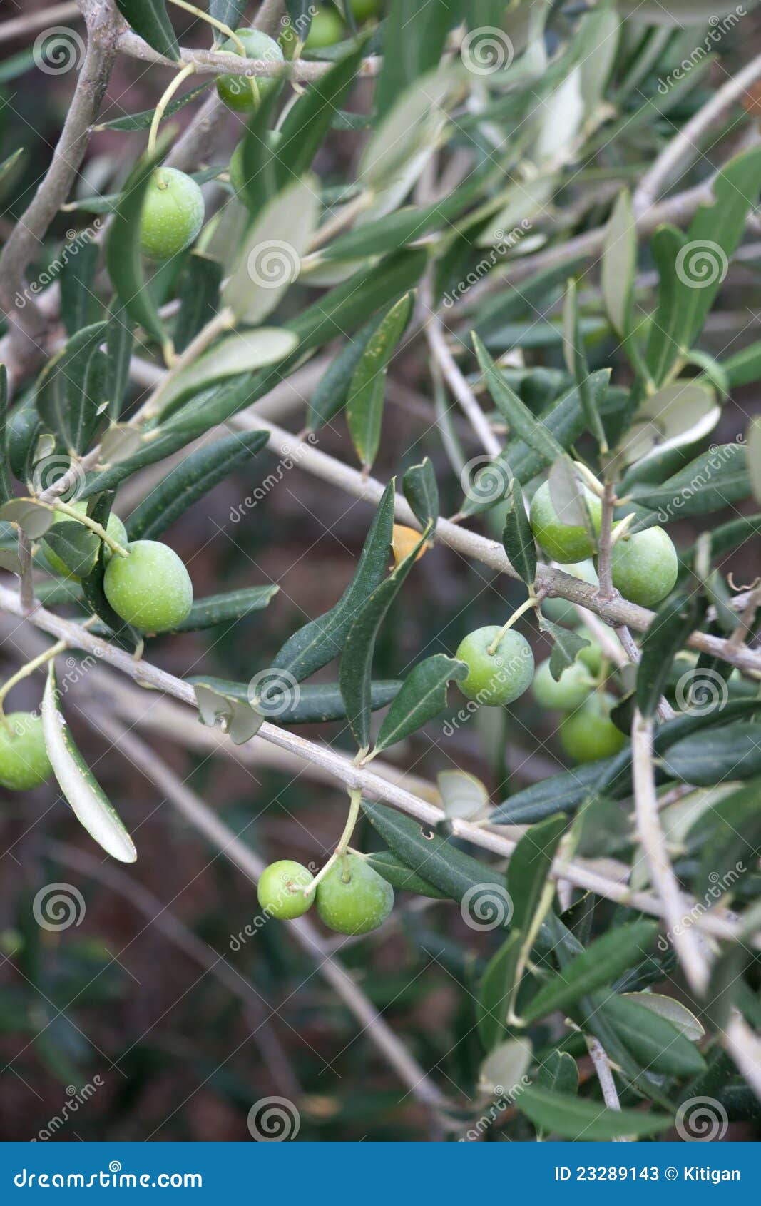 Olive Branches stock image. Image of fruit, olive, plant - 23289143