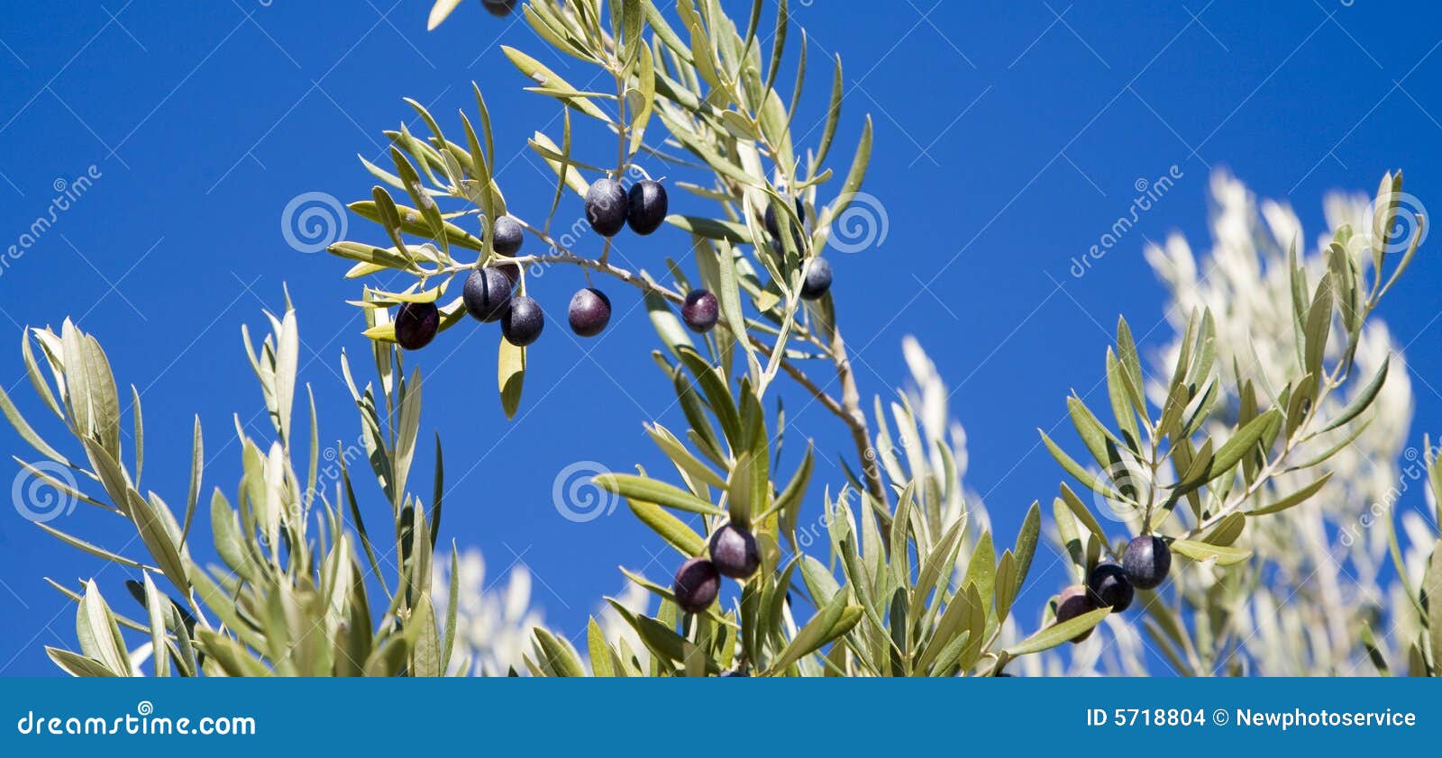 Olive branches stock photo. Image of european, blue, subsidies - 5718804
