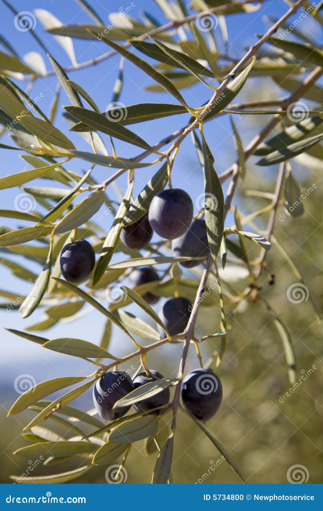Olive branches stock photo. Image of subsidy, peace, palestine - 5734800