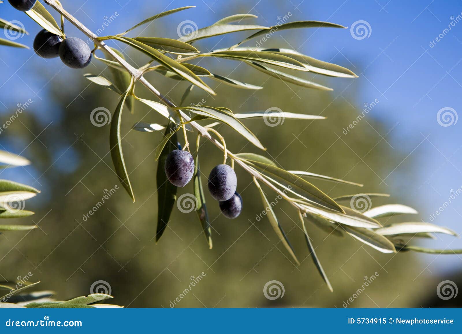 Olive branches stock image. Image of italy, crop, farming - 5734915