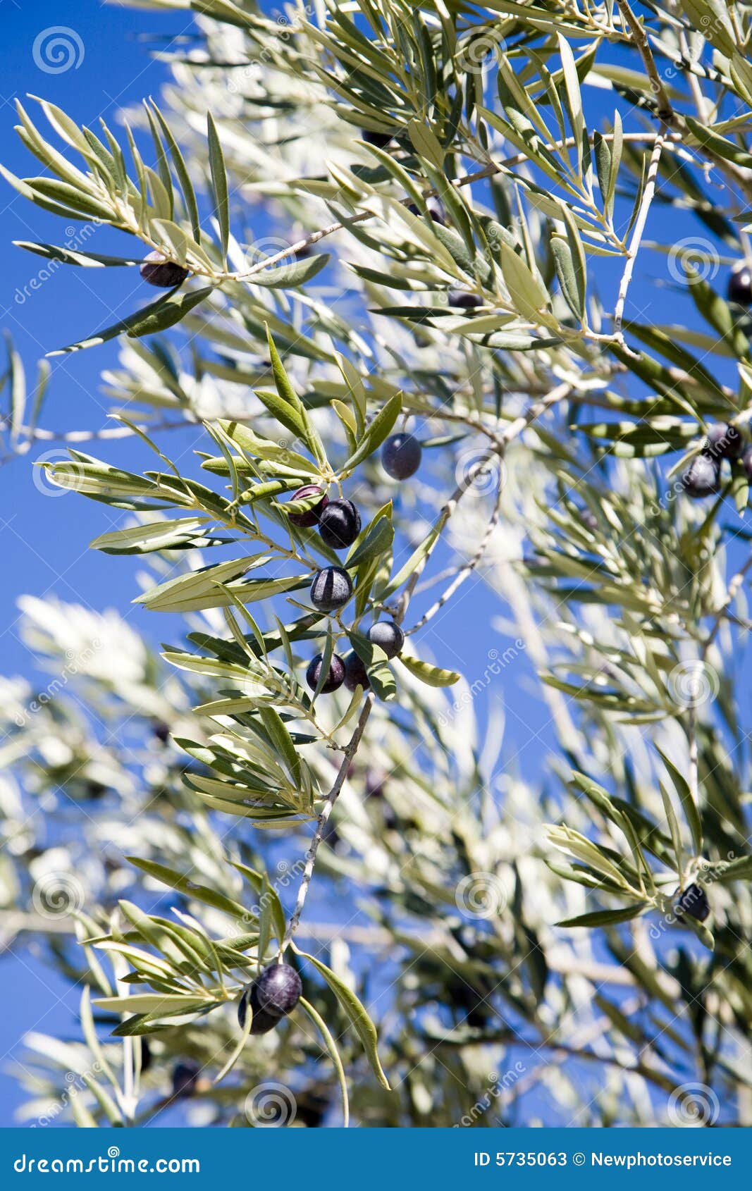 Olive branches stock image. Image of subsidies, food, blue - 5735063