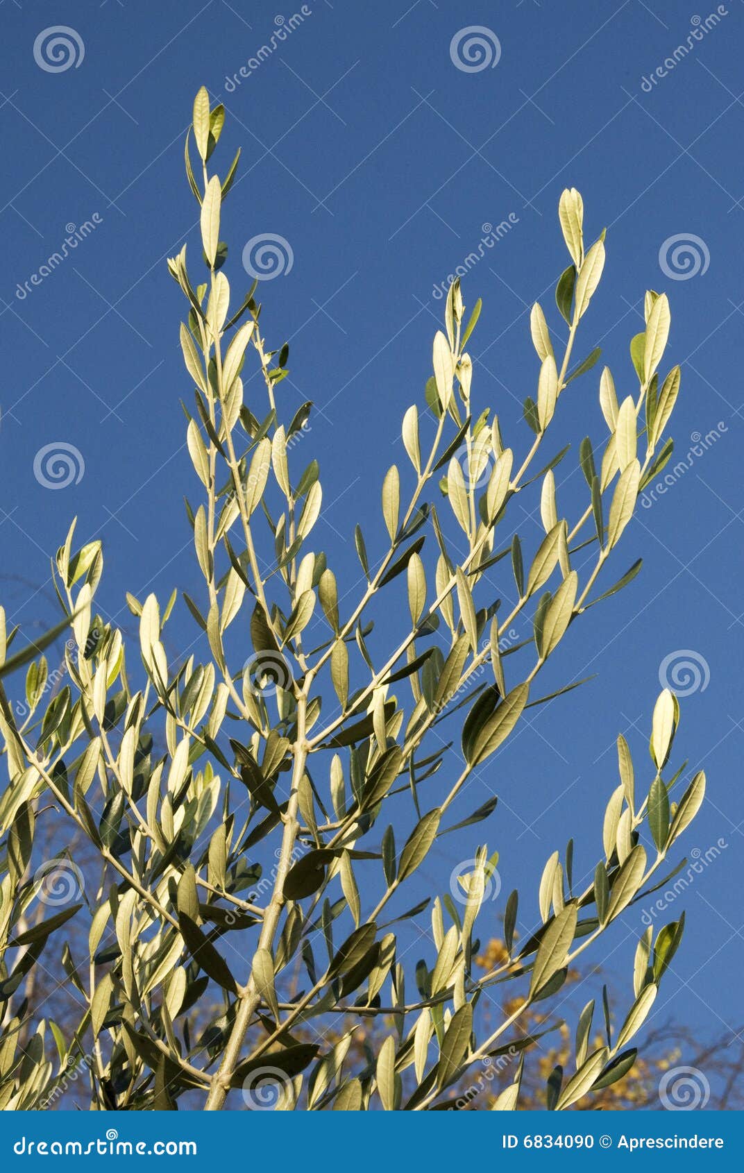 Olive branches stock photo. Image of farm, israel, nature - 6834090