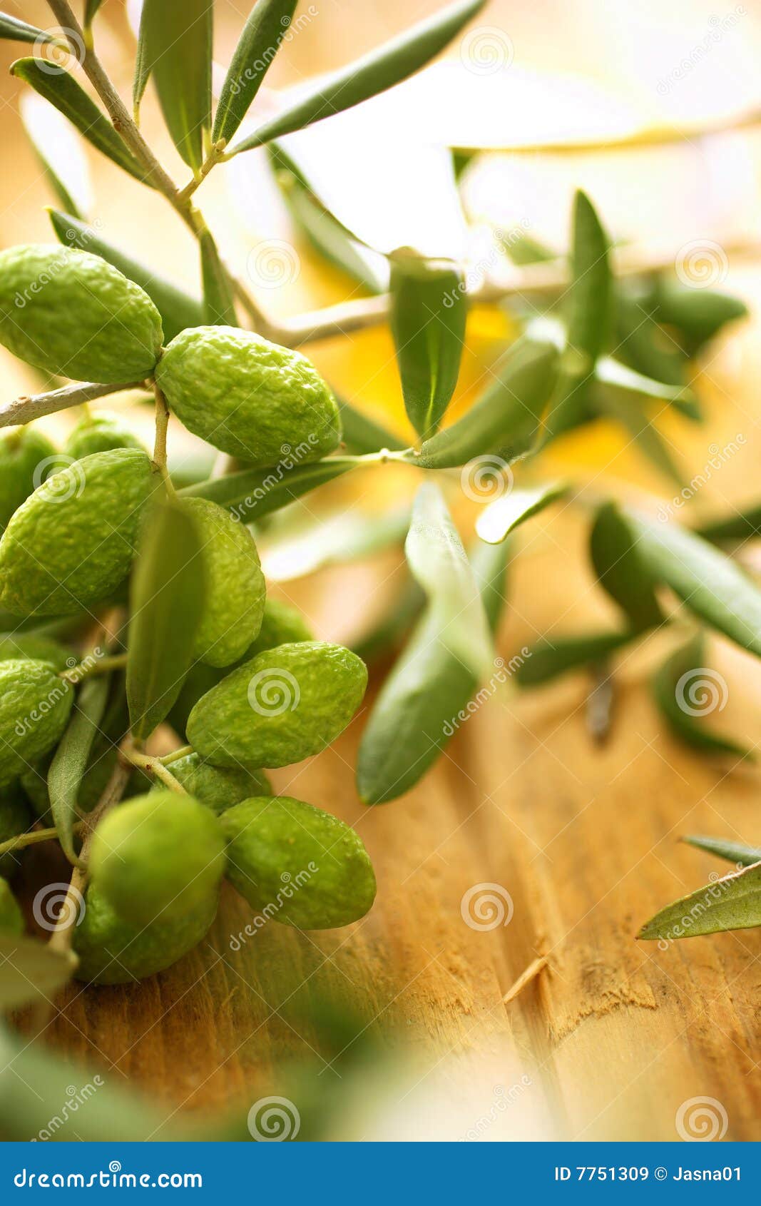 Olive branches stock image. Image of blur, symbol, grow - 7751309