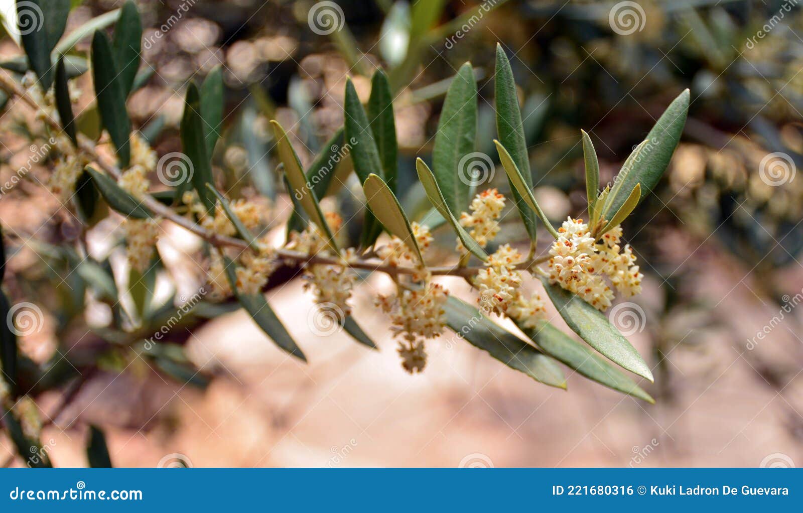 Olive branches in bloom stock photo. Image of close - 221680316