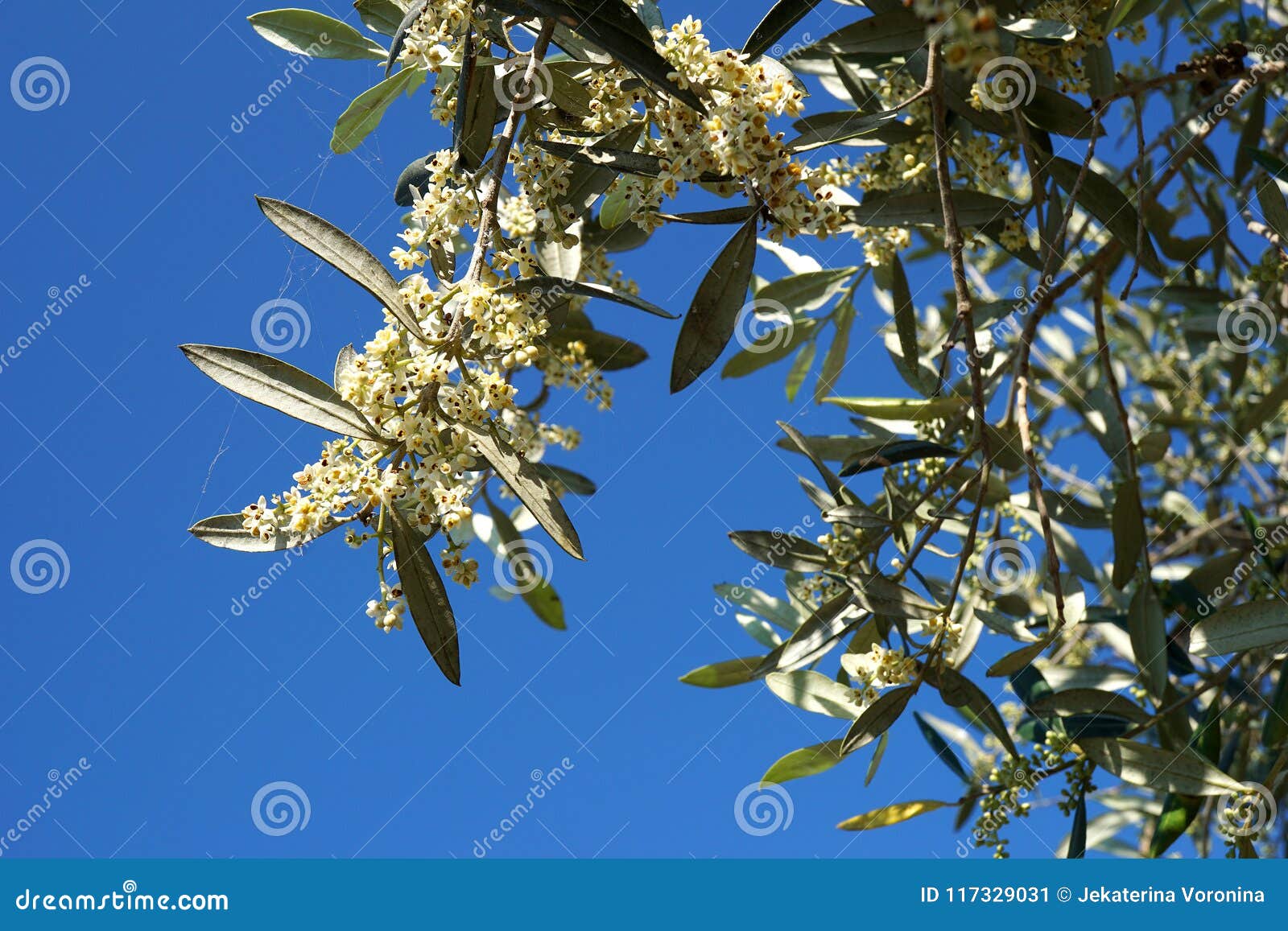 Olive branches in bloom stock image. Image of flowers - 117329031