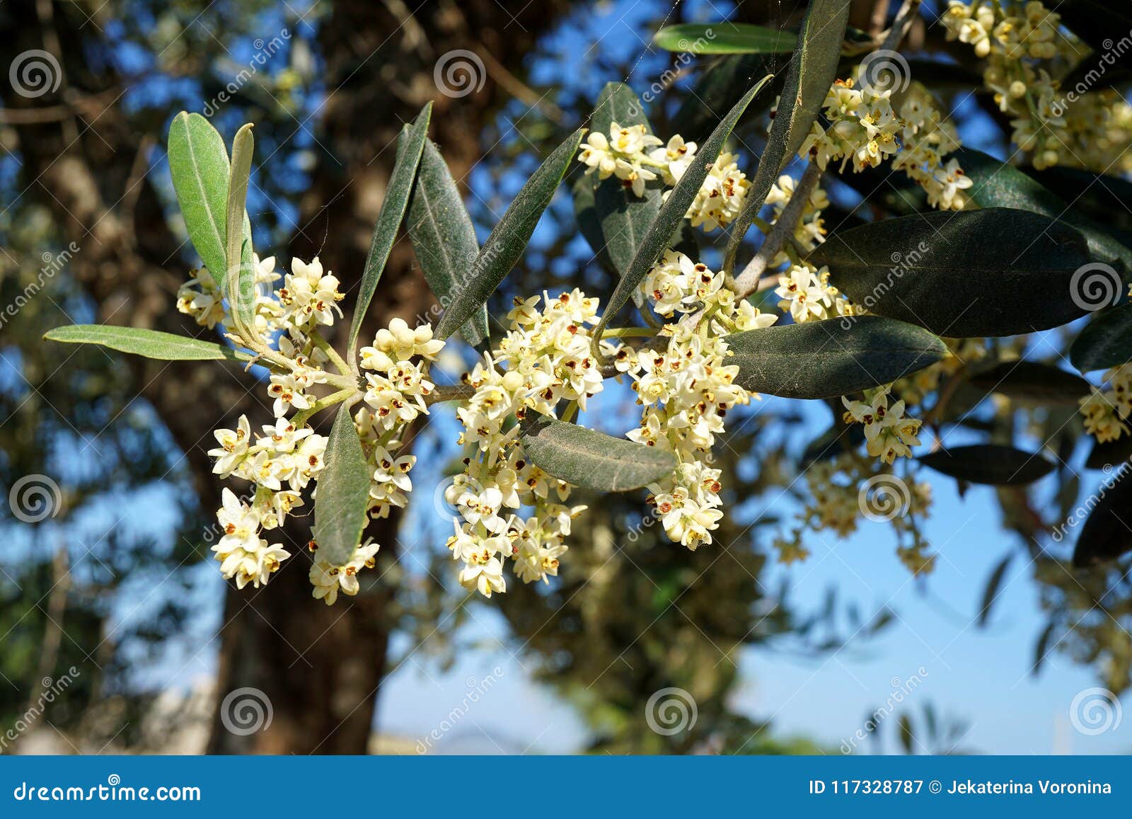 Olive branches in bloom stock image. Image of seasonal - 117328787