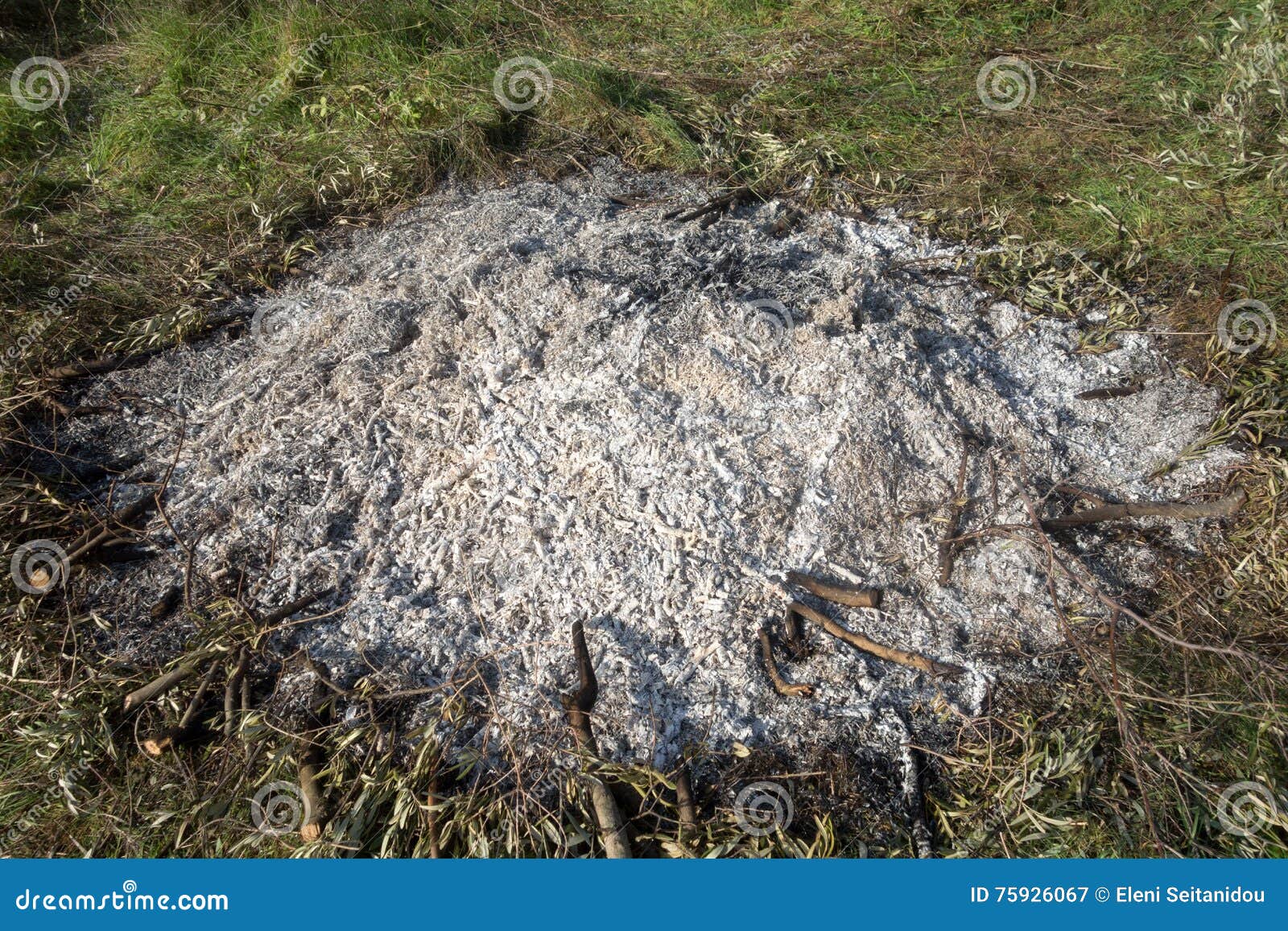 Olive branches and fire stock image. Image of olive, garden - 75926067