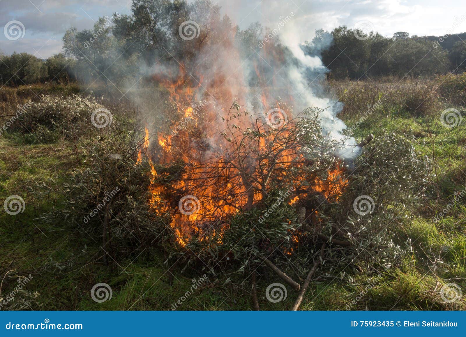 Olive branches and fire stock image. Image of greece - 75923435