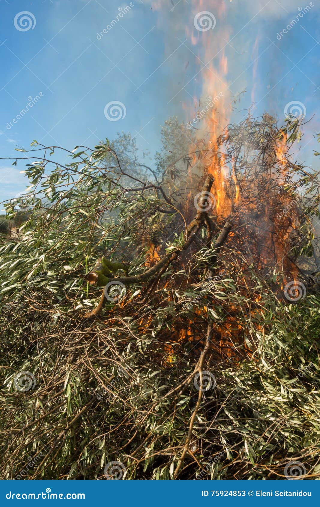 Olive branches and fire stock image. Image of natural - 75924853