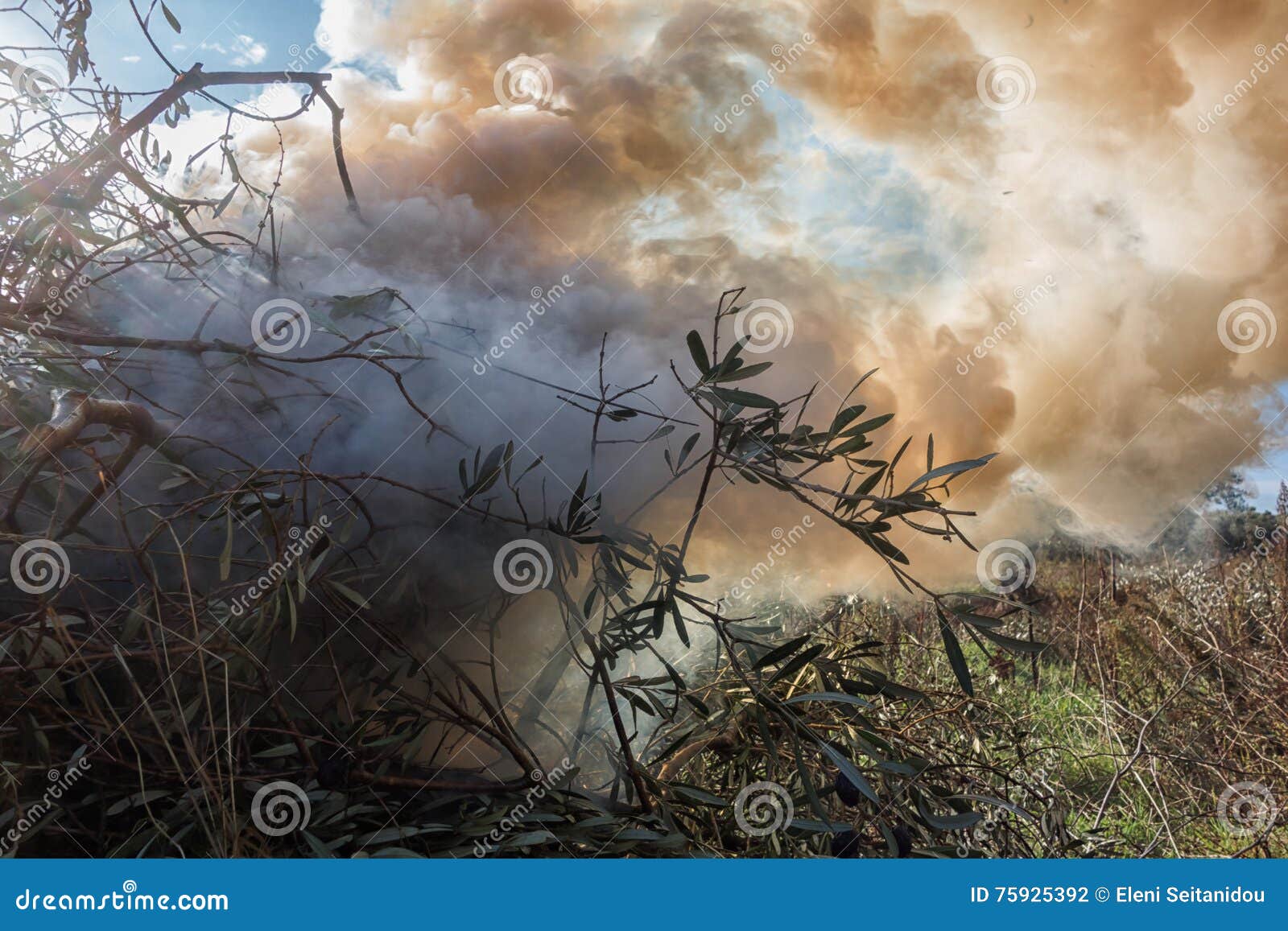Olive branches and fire stock photo. Image of burn, orange - 75925392