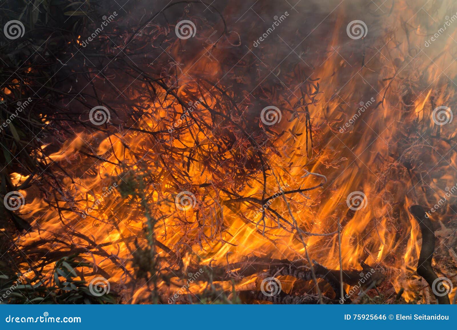 Olive branches and fire stock photo. Image of burn, garden - 75925646