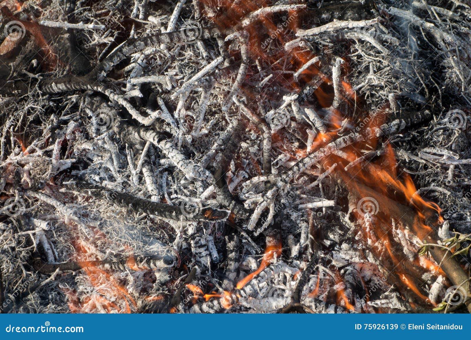 Olive branches and fire stock image. Image of nature - 75926139