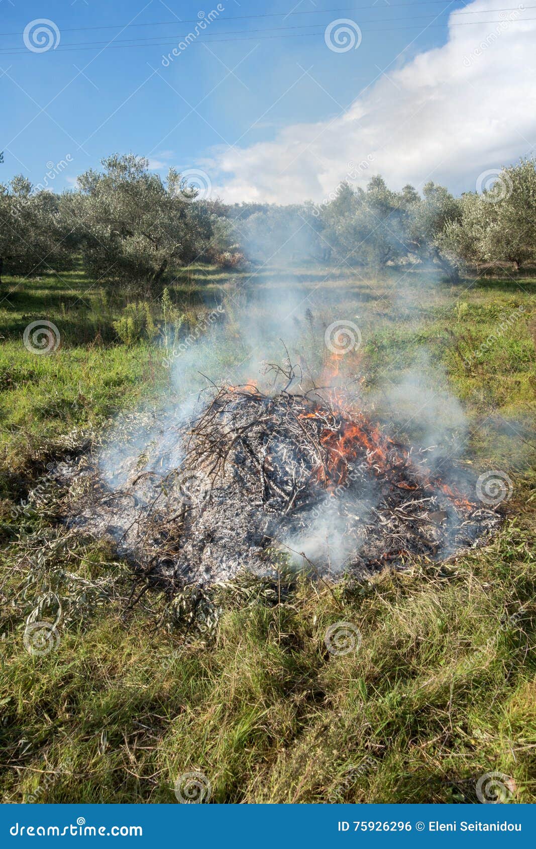 Olive branches and fire stock photo. Image of heat, wood - 75926296