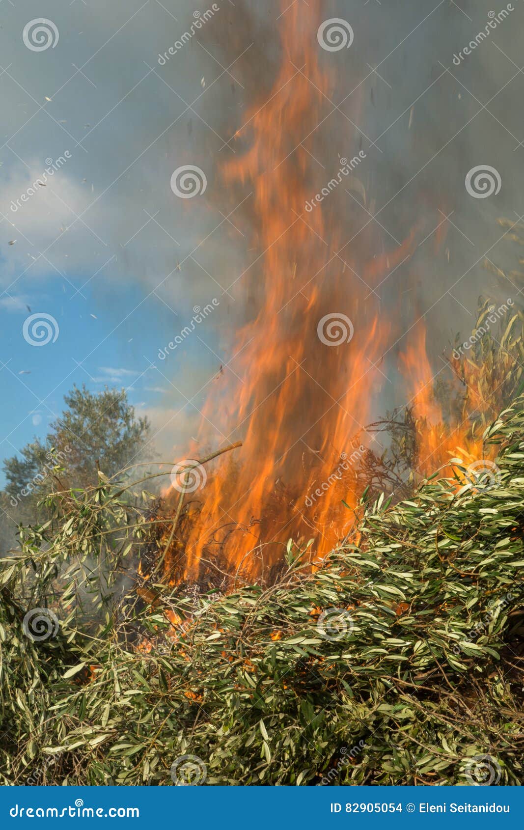 Olive branches and fire stock photo. Image of heat, spring - 82905054