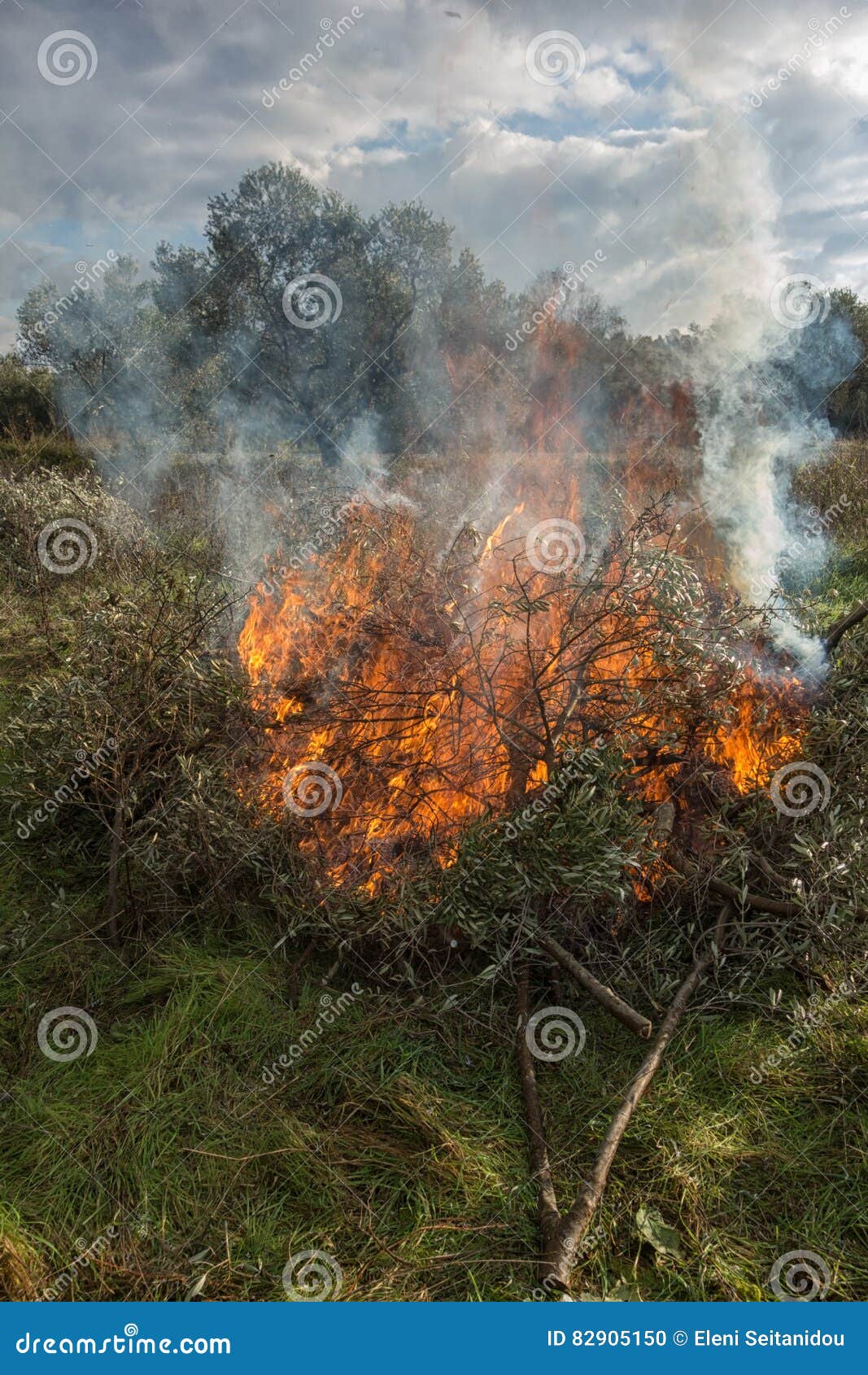 Olive branches and fire stock photo. Image of spring - 82905150