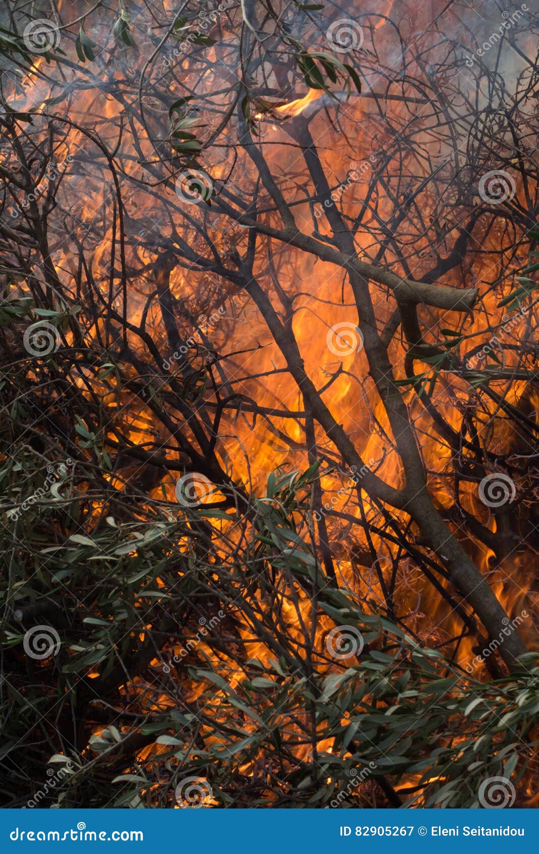 Olive branches and fire stock image. Image of greece - 82905267