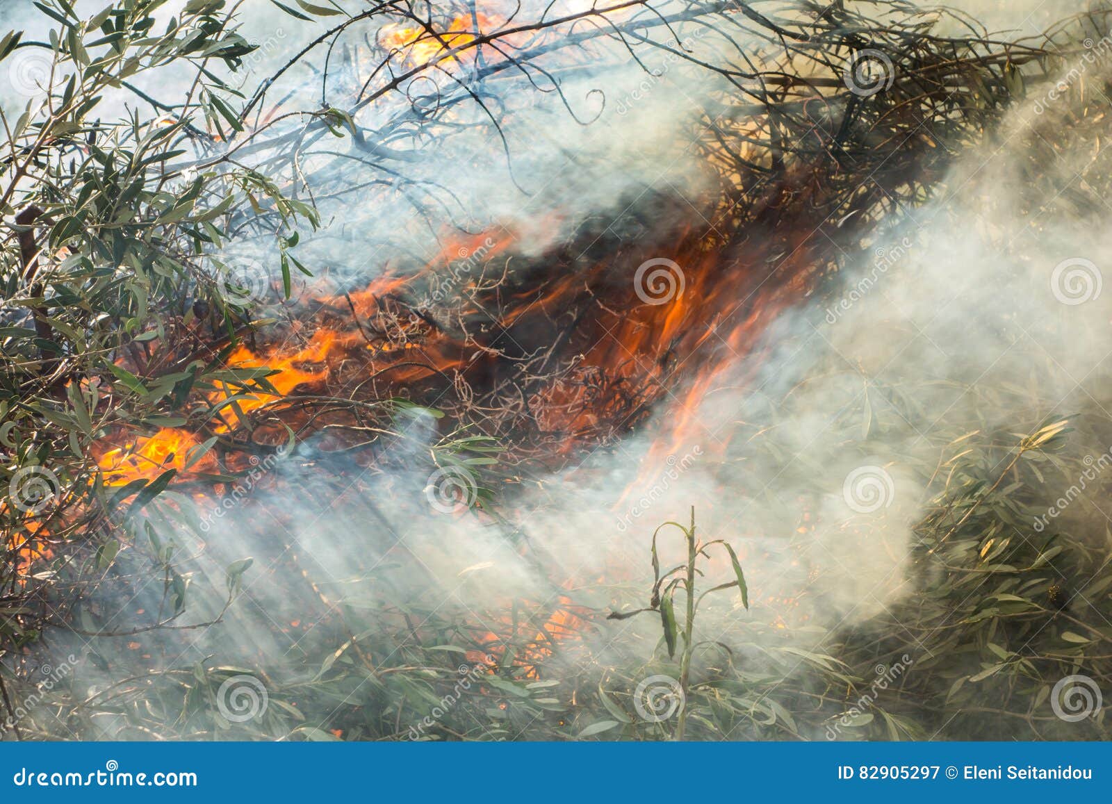 Olive branches and fire stock image. Image of field, danger - 82905297