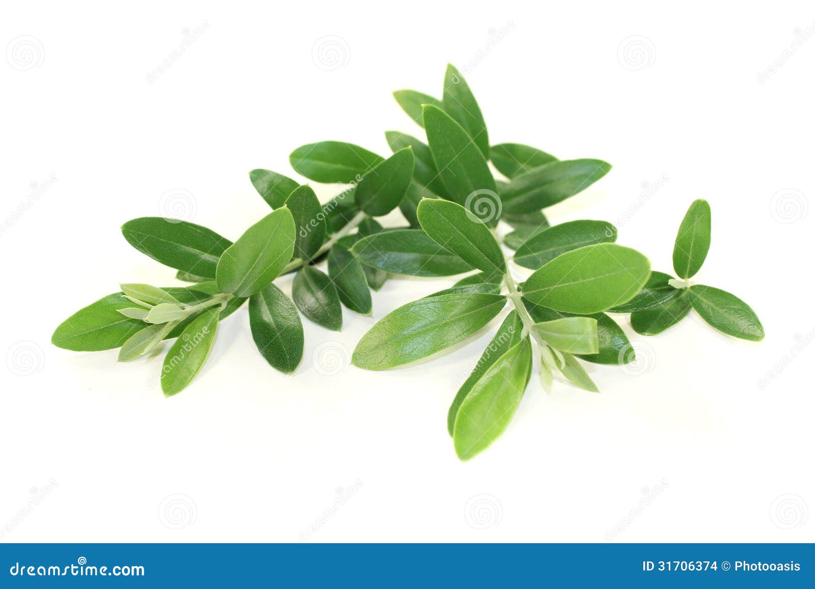Olive branches stock photo. Image of supplements, fresh - 31706374