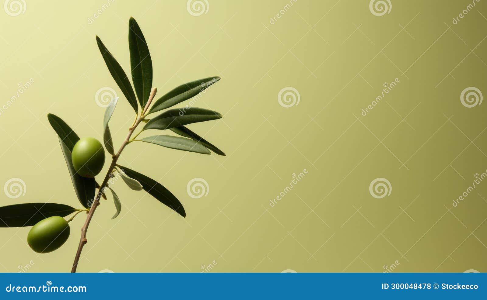 Minimal Retouching: Olive Branches in Bold Chromaticity Stock ...