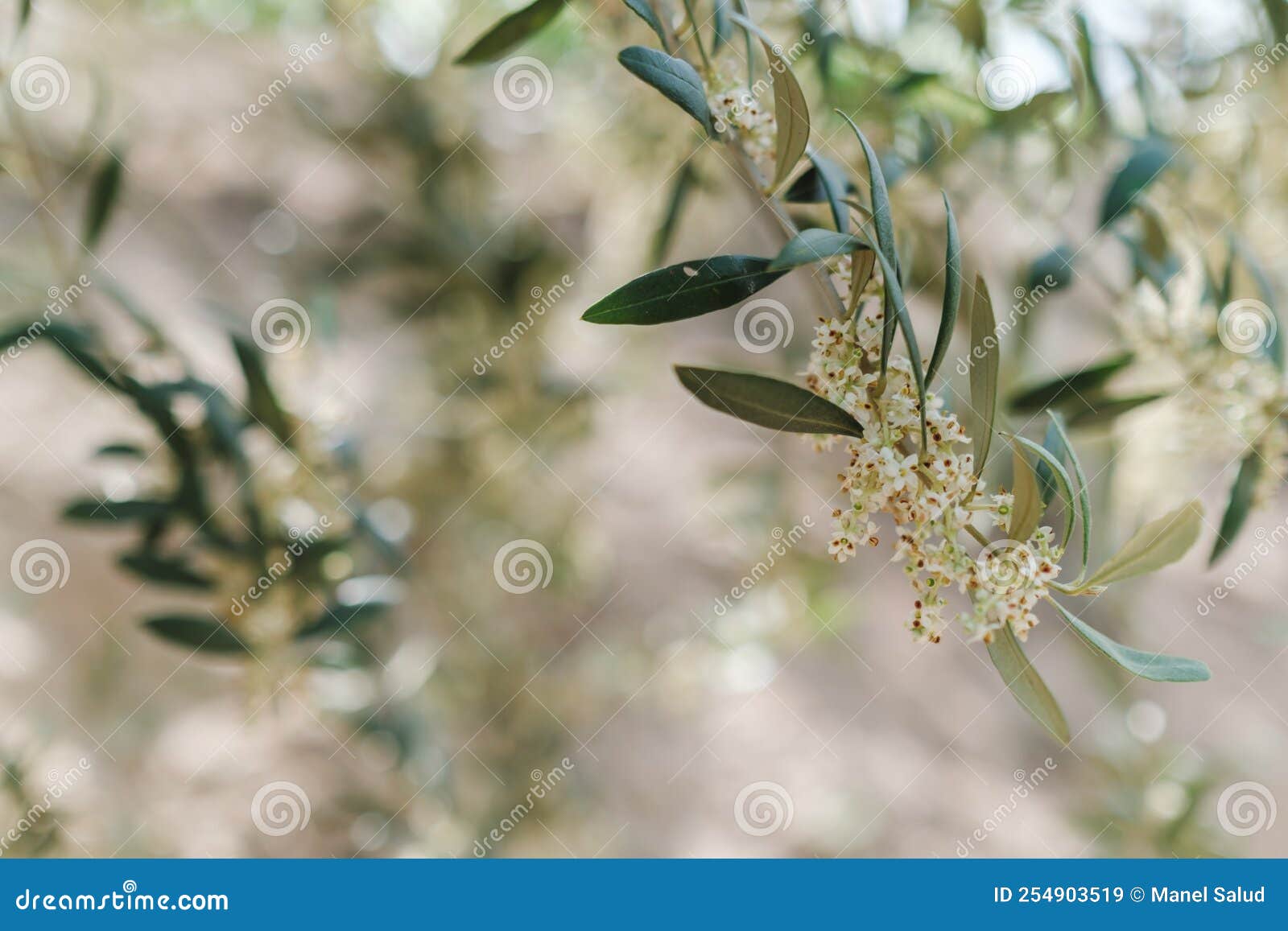 Olive Branches with Small Buds Stock Image - Image of olive, organic ...
