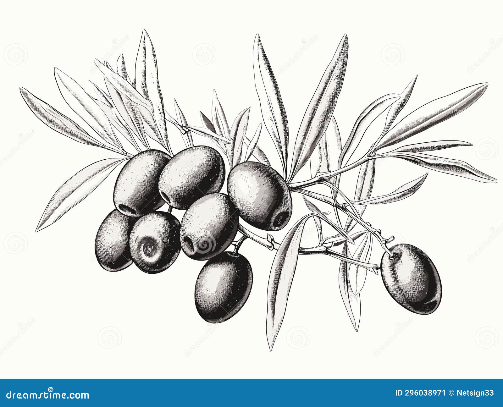 Olive Brunch in Engraving Style Element in Hand-drawn Style Stock ...