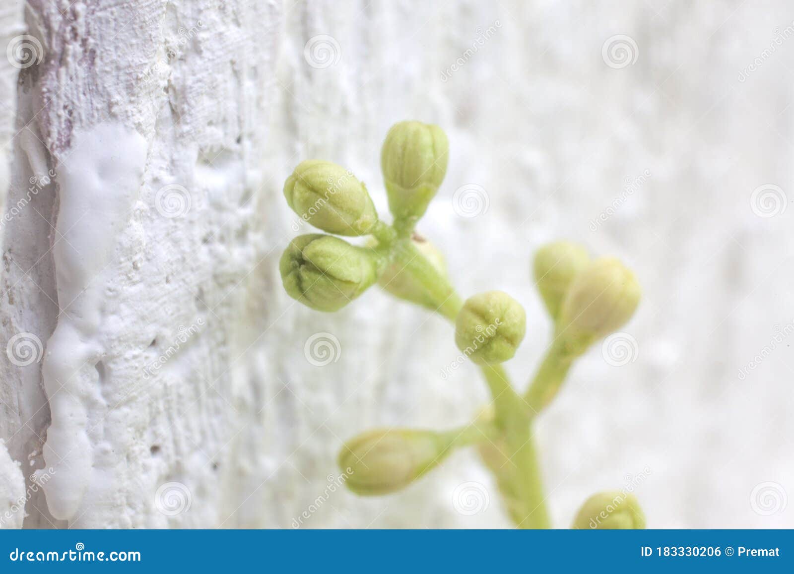Olive Buds Macro Shot on White Stock Photo - Image of beautiful, flora ...