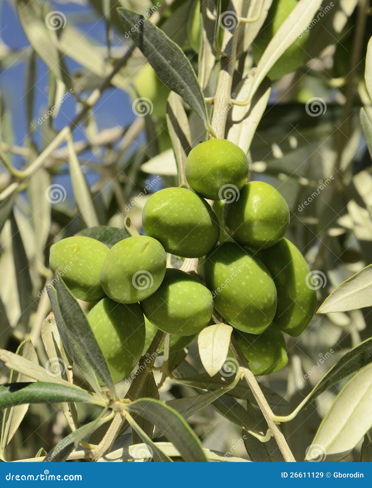 Olive bunch stock image. Image of summer, vegetable, tree - 26611129