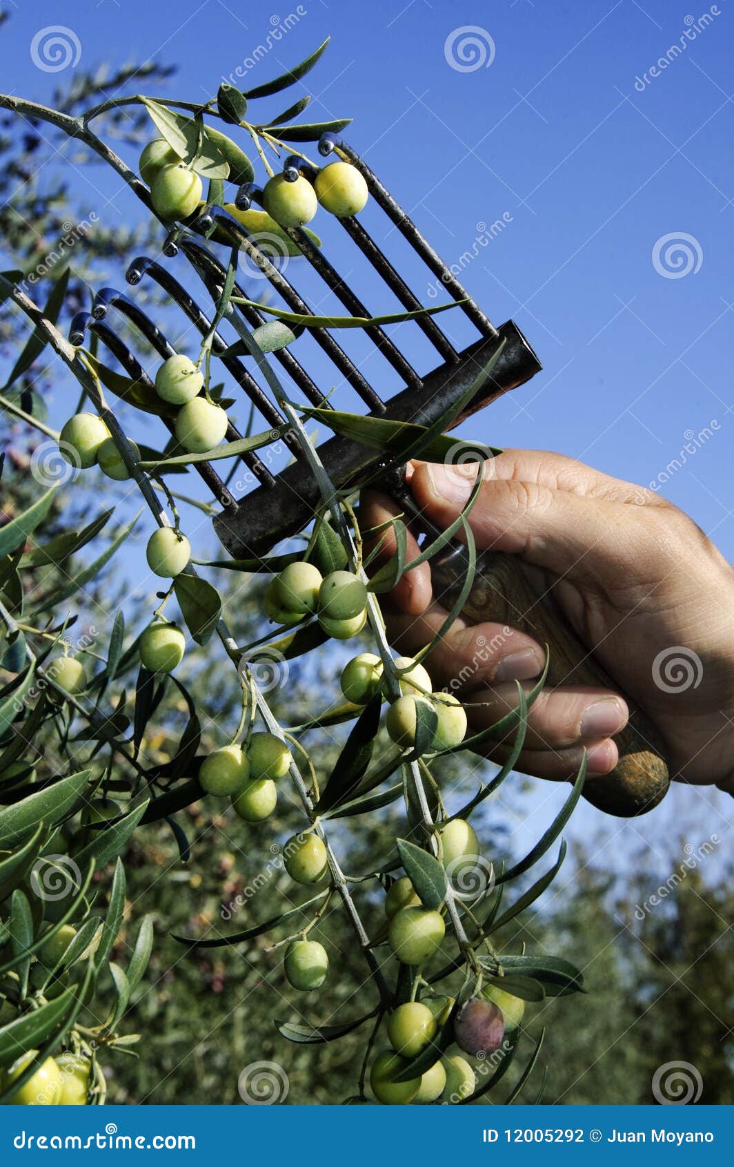 Olive collects stock photo. Image of andalucia, nature - 12005292