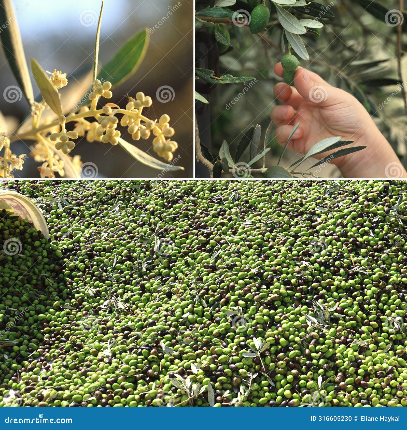 Olive Crop Collage stock photo. Image of nutrition, mediterranean ...