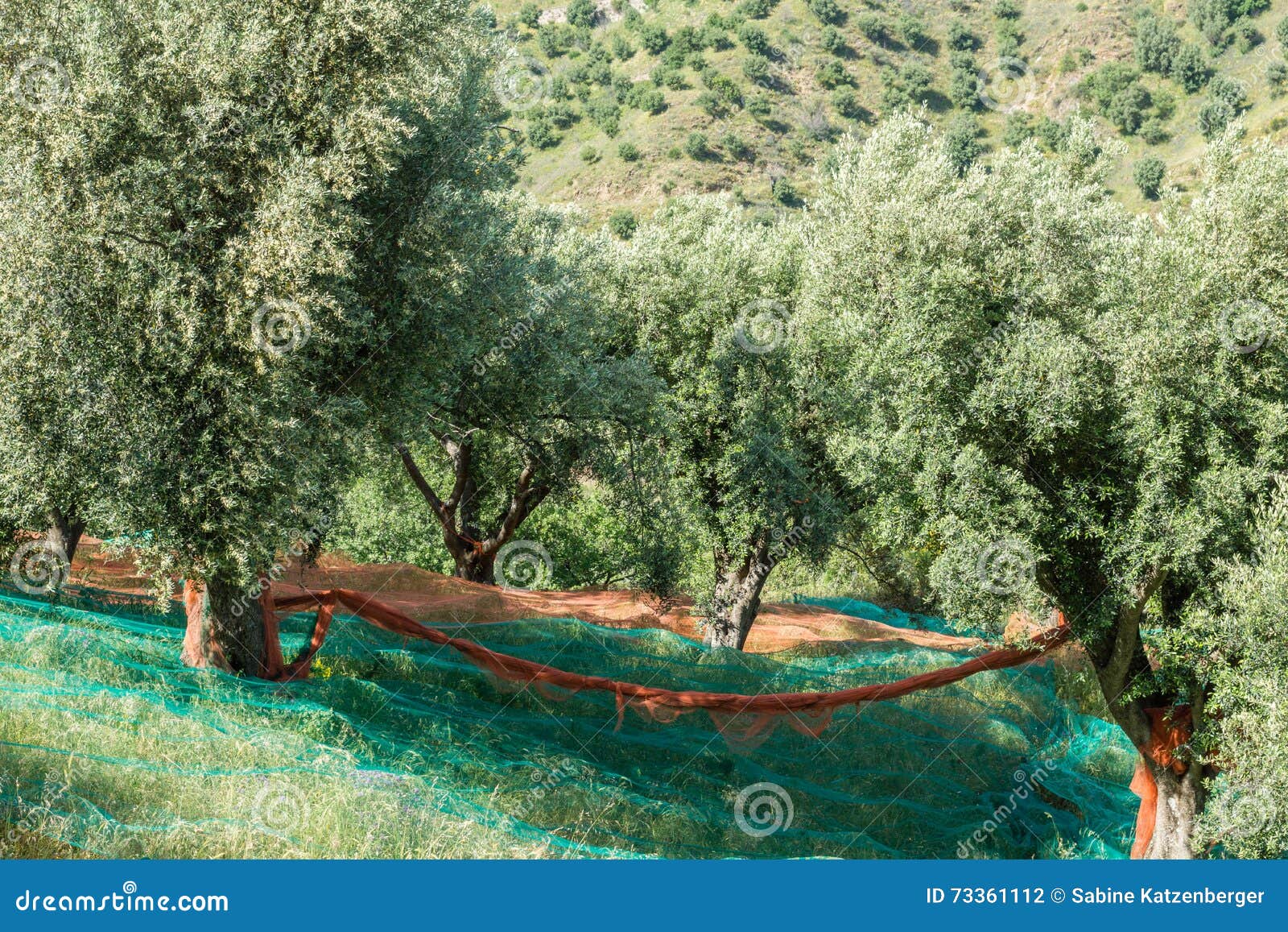 Olive cultivation stock photo. Image of aroma, catching - 73361112