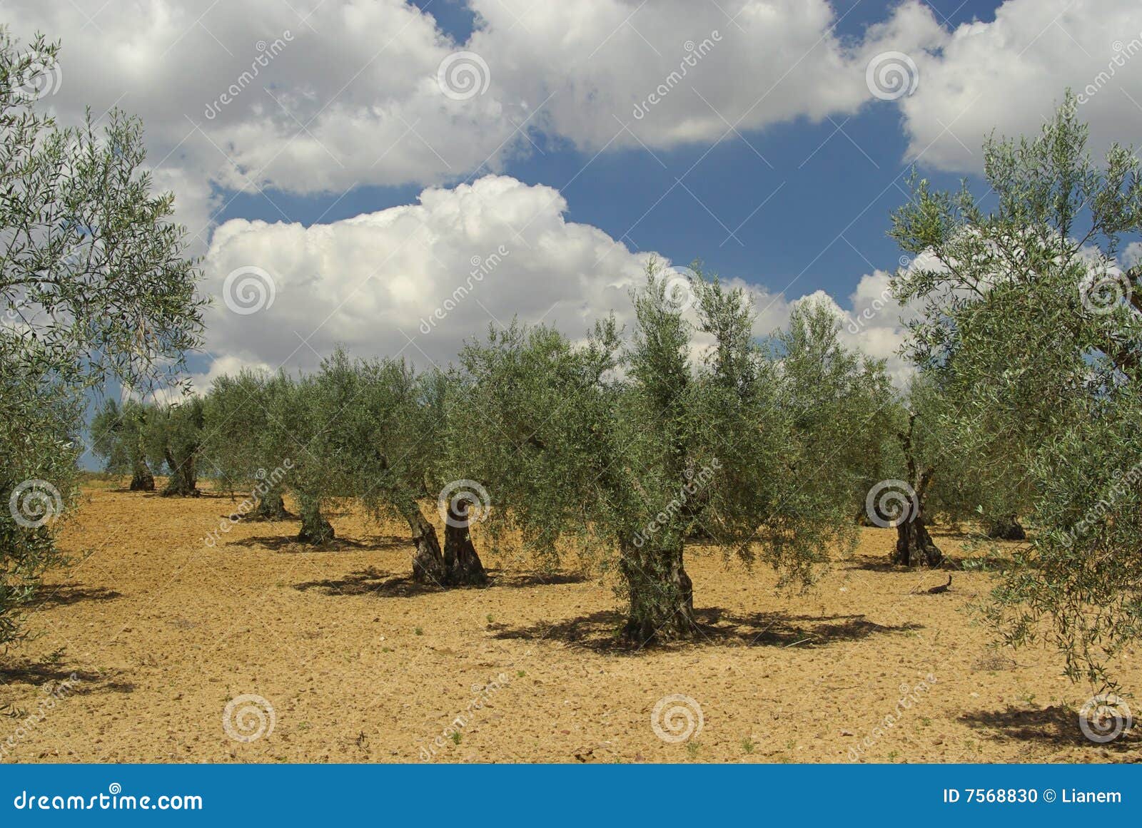 Olive dunge arkivfoto. Bild av olivgrön, växter, växt - 7568830