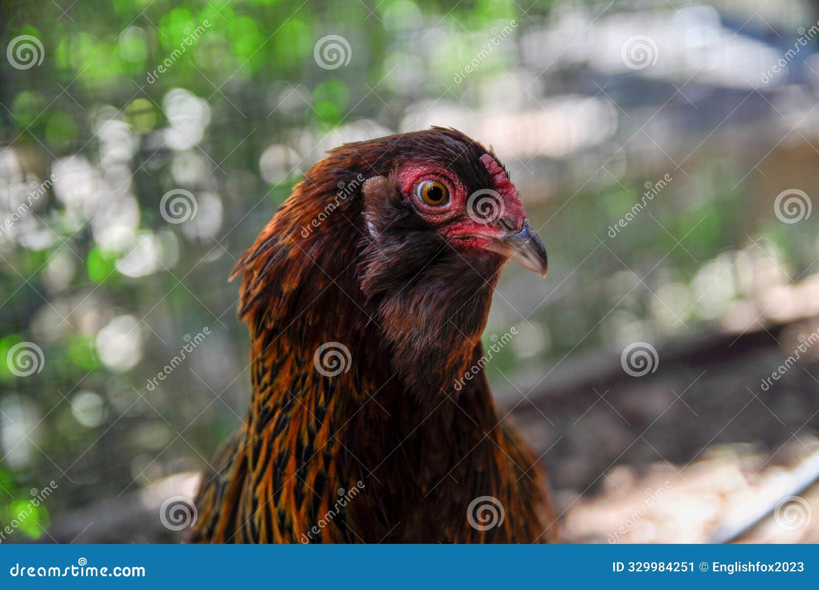 Olive Egger Chicken stock image. Image of waterbird - 329984251