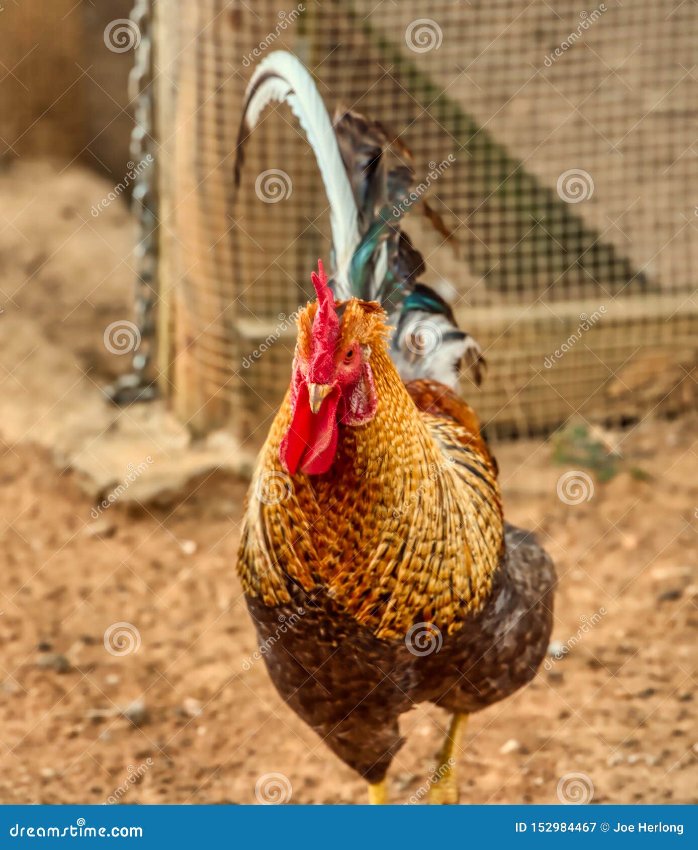 Barnyard Rooster Royalty-Free Stock Photography | CartoonDealer.com ...