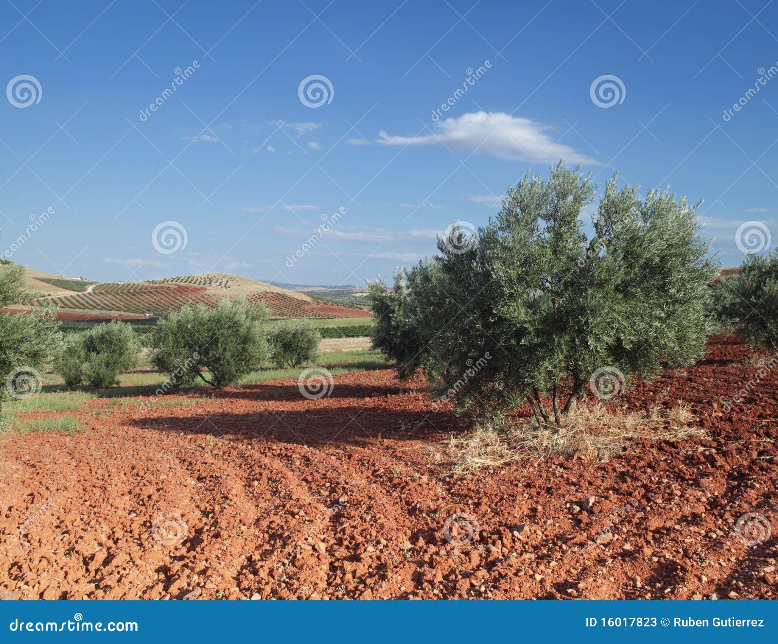 Olive field stock image. Image of tree, gree, harvest - 16017823