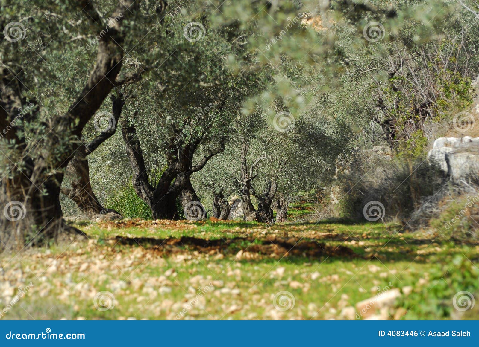 Olive field stock photo. Image of nikon, tree, wide, lebanon - 4083446