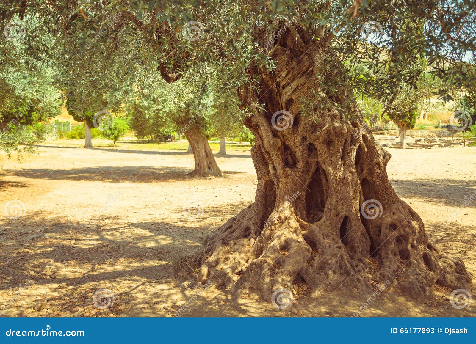 Olive Field with Big Old Olive Tree Roots Stock Image - Image of dream ...