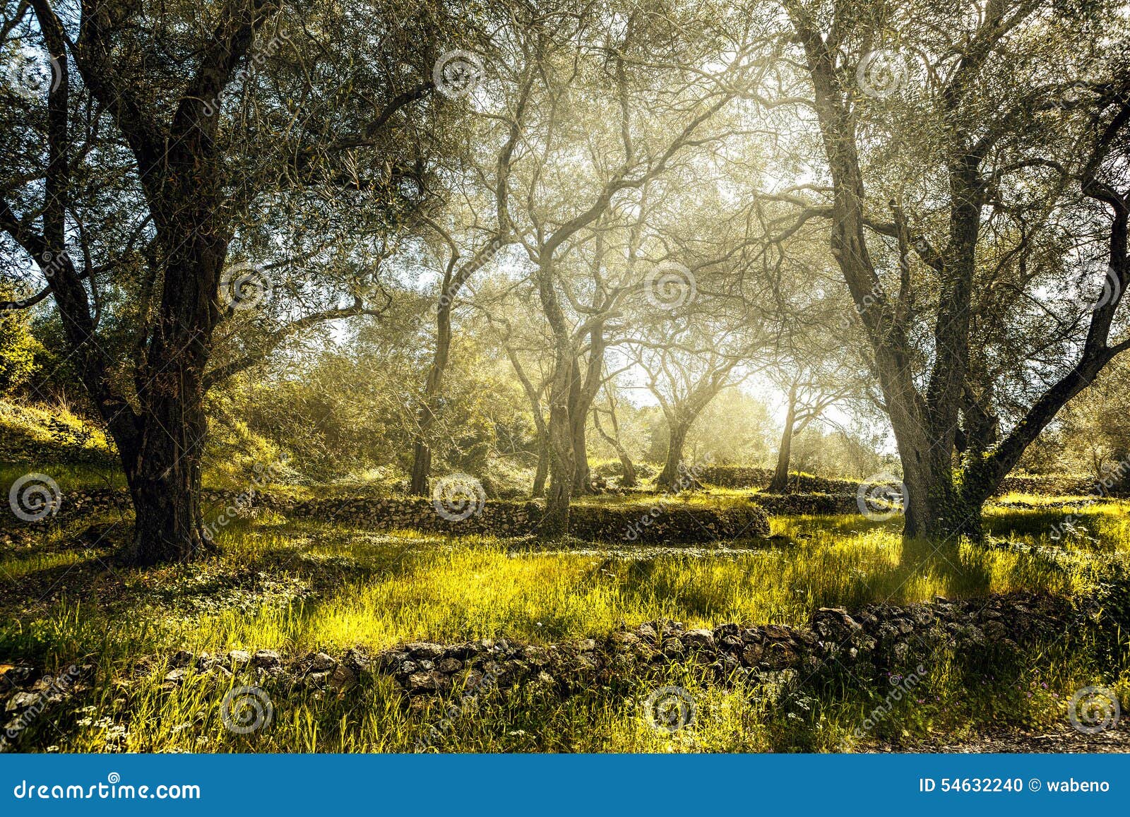 Olive Field with Old Olive Tree Stock Photo - Image of outdoor, branch ...