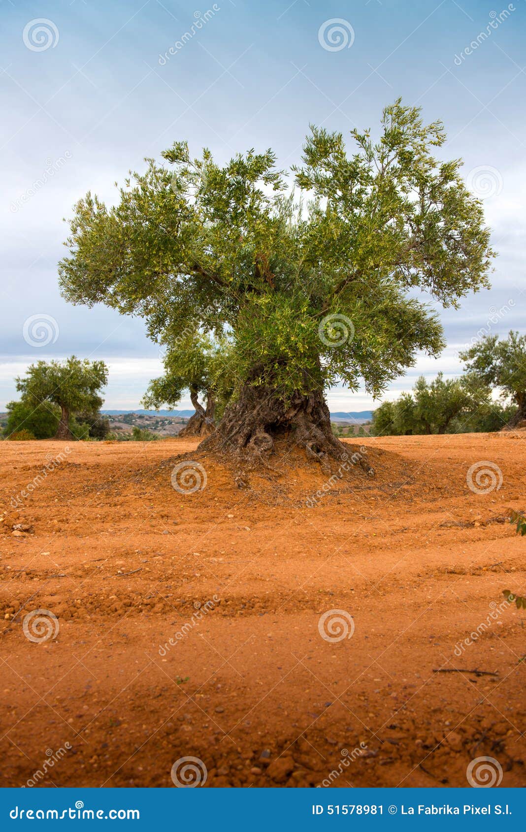Olive field stock image. Image of destination, meadow - 51578981