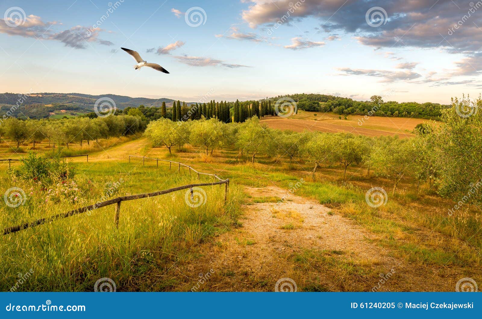 Olive field in Tuscany stock image. Image of beautiful - 61240205