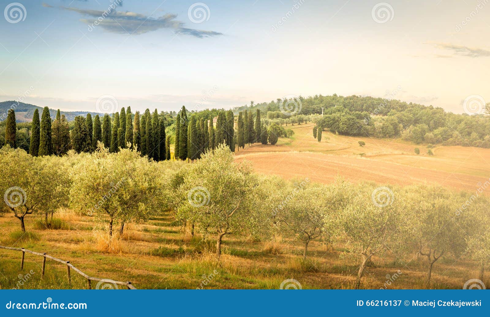 Olive field in Tuscany stock image. Image of field, meadow - 66216137