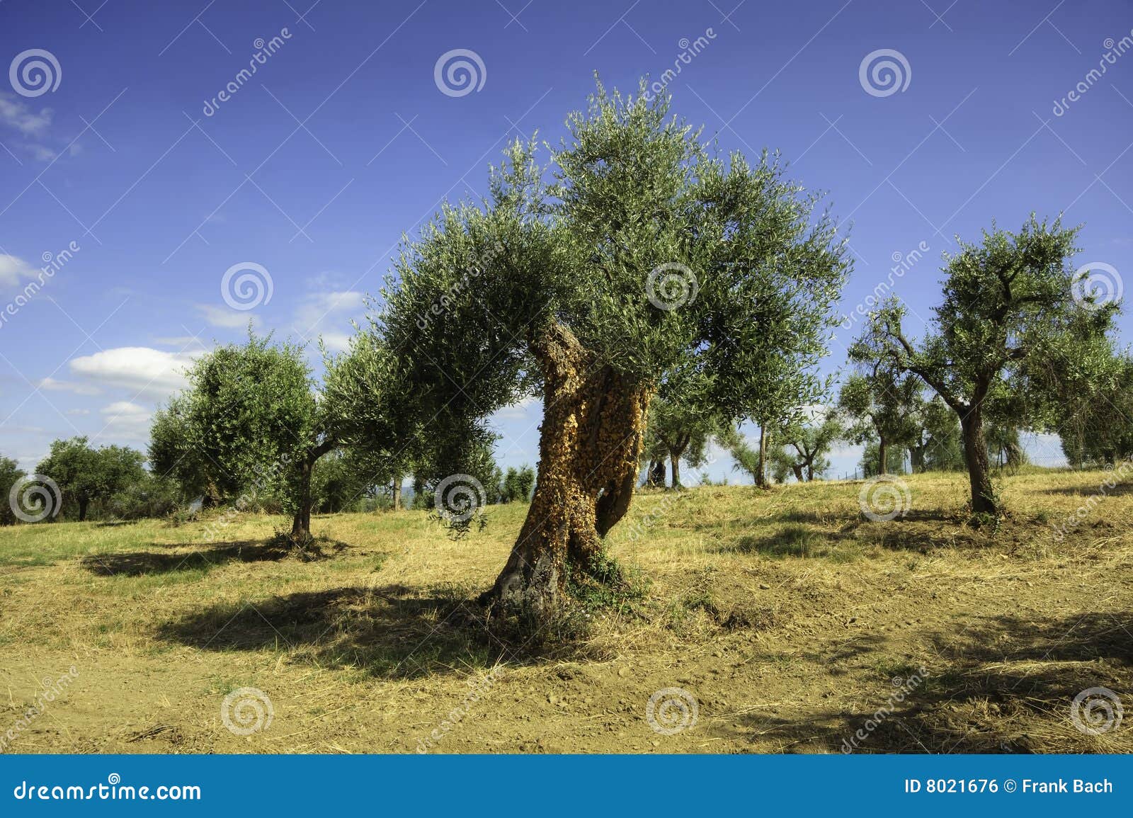 Olive field, Umbria, Italy stock photo. Image of mediterranean - 8021676