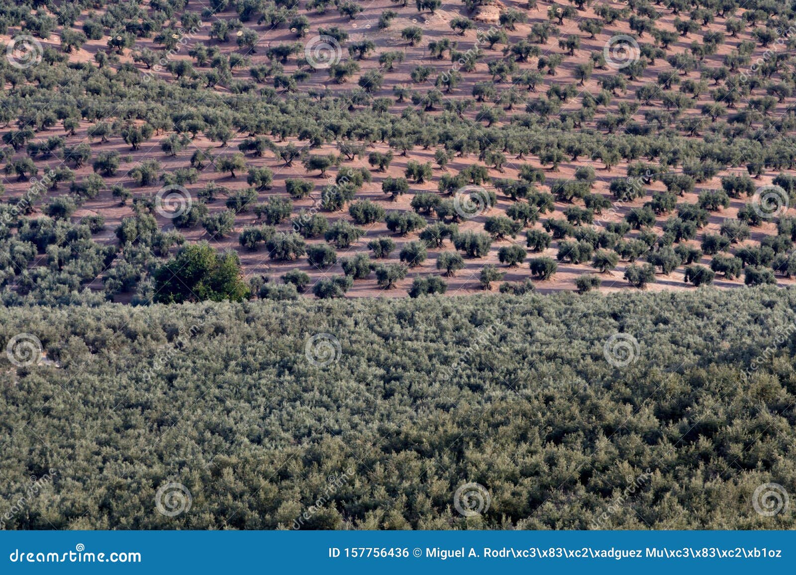 Olive fields at sunset stock photo. Image of blue, spring - 157756436