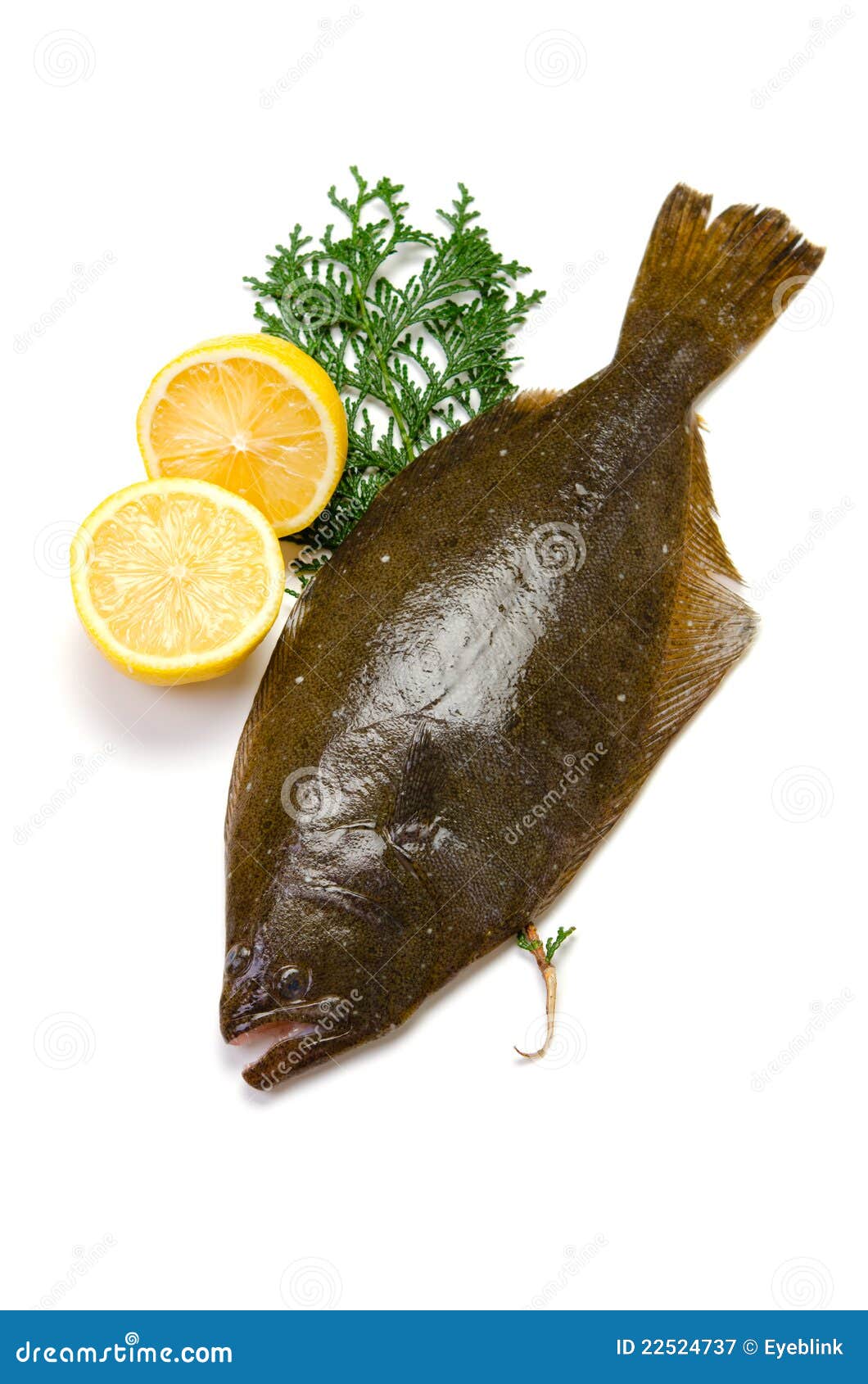 Olive flounder stock image. Image of healthy, natural - 22524737