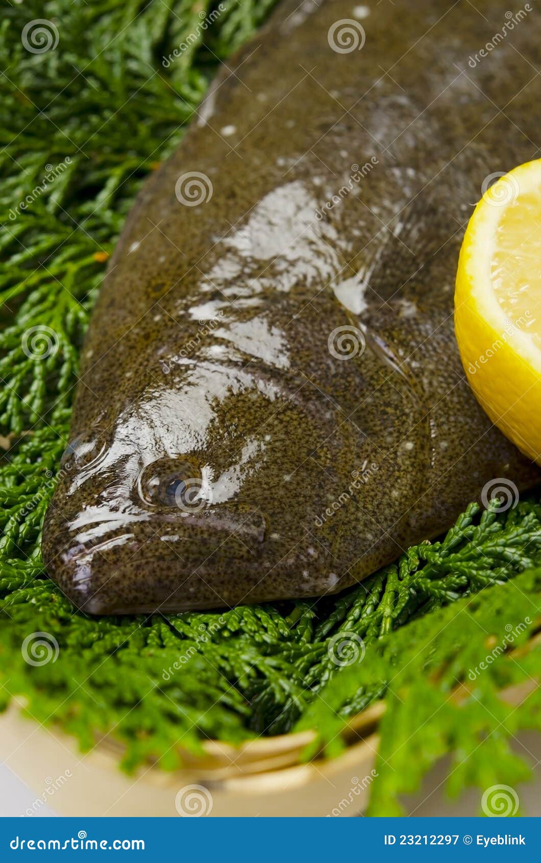 Olive flounder stock image. Image of life, squama, flatfish - 23212297